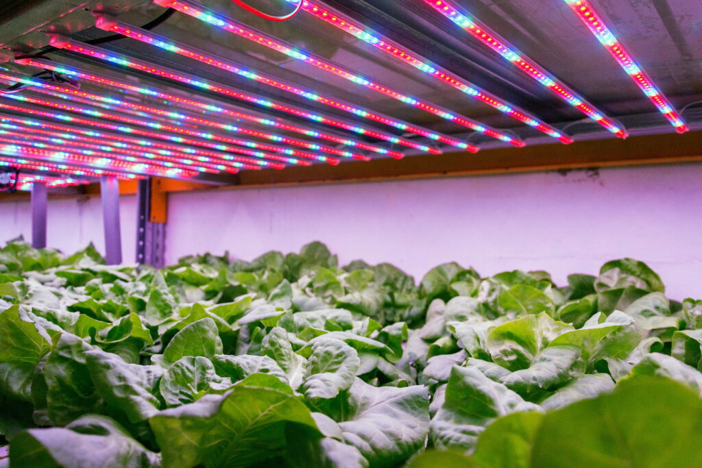 Singapore Airlines partners with AeroFarms for sustainable salad in the air