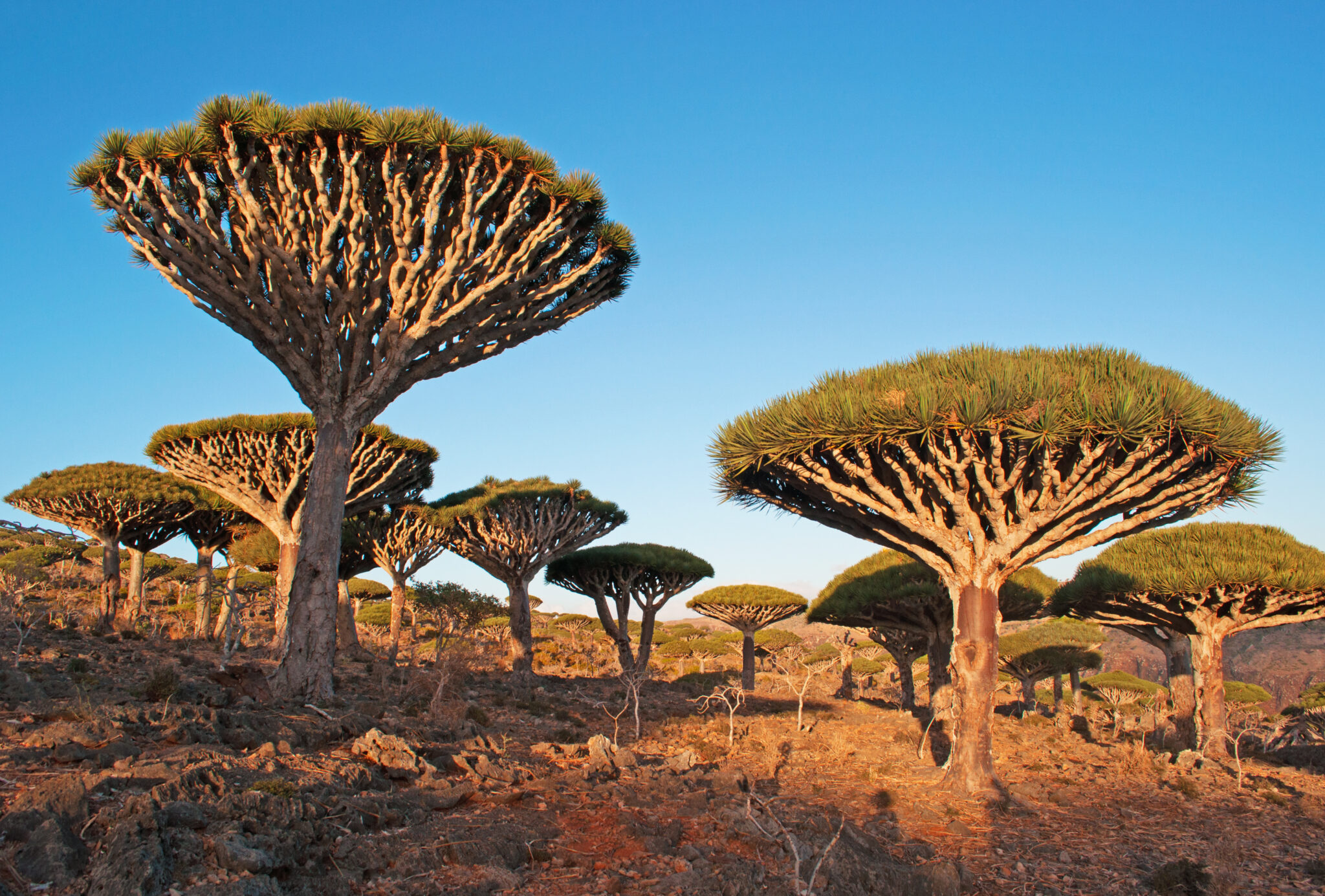 Henry Cookson shares his vision for the future of adventure travel